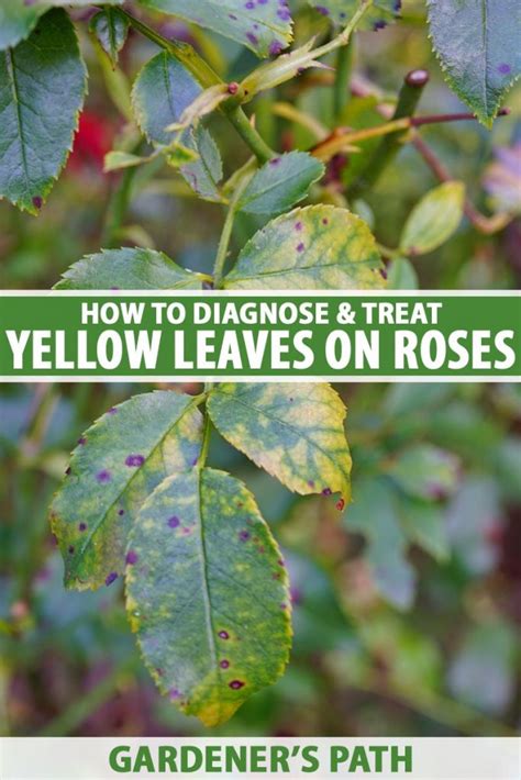 10 Common Causes Of Yellow Leaves On Roses Gardeners Path