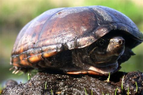 Striped Mud Turtle Nc Wildlife