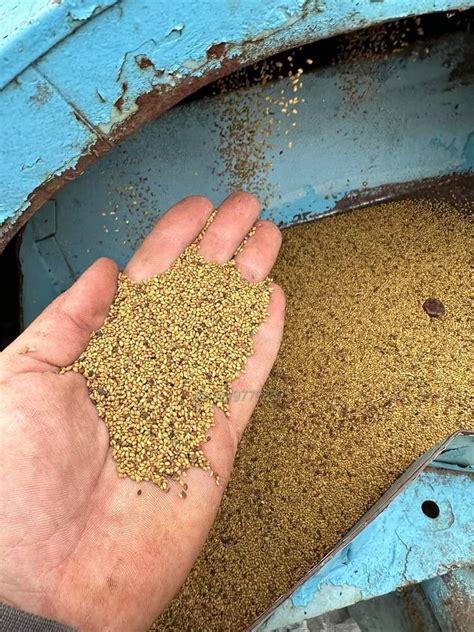 Продавам люцерново семе Растения Разсад Семена Крушаре Продавам люцерново семе реко