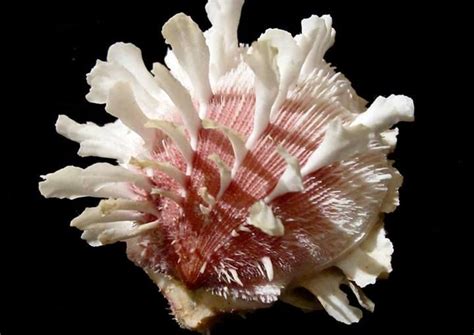 Spondylus Clarksoni Beautiful Sea Creatures
