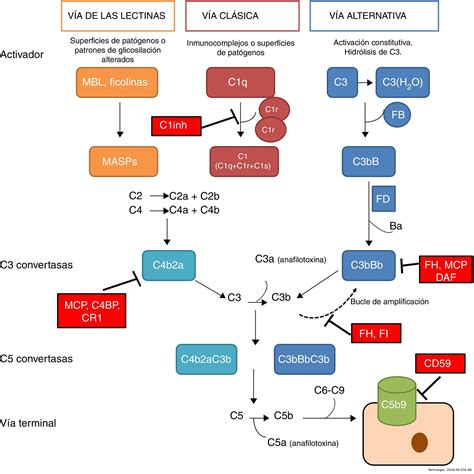 Lipodistrofia Parcial Adquirida Y Glomerulopatía C3 La Desregulación