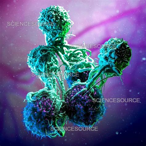 T Cells Attacking Cancer Cells Illust Stock Image Science Source