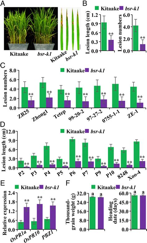 Figure 1 From Loss Of Function Of A Rice Tpr Domain Rna Binding Protein Confers Broad Spectrum