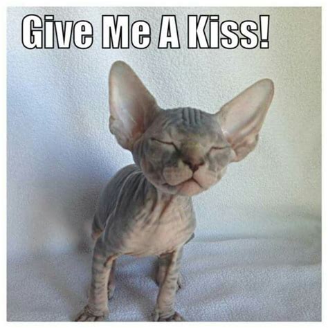 Funny Sphynx Sphynx Cat Cat Memes Cute Cats