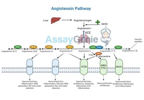 안지오텐신 경로 혈압 조절 및 그 이상에 대한 비밀 풀기 Assay Genie Korea