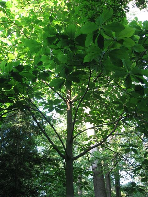 Bigleaf Magnolia Care Atlanta Arborist Eastlake Tree