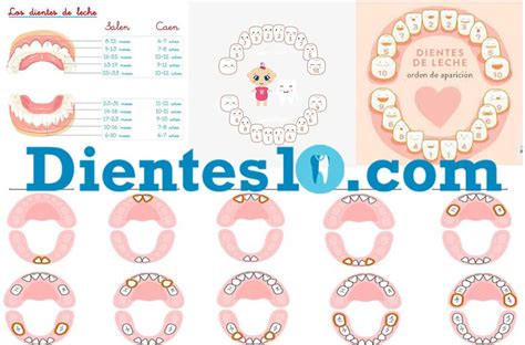 ¿cuando Salen Los Dientes En El Bebé Dientes10