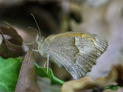 Maniola Chia ¦ Chios Meadow Brown ¦ Eurobutterflies