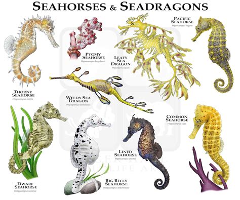 Worlds Biggest Seahorse