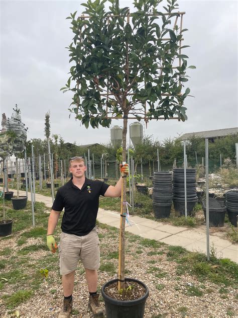 Prunus Laurocerasus Rotundifolia English Cherry Laurel Full Stan