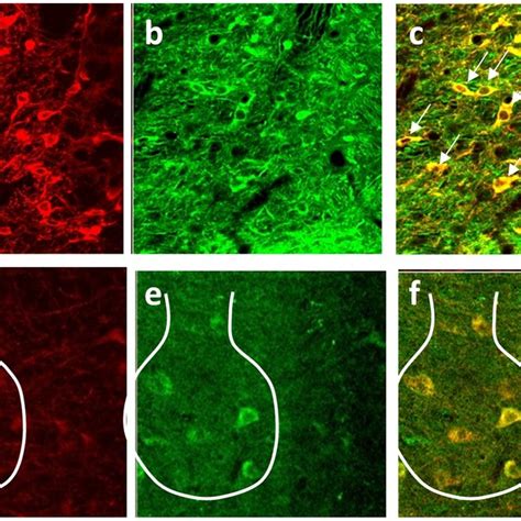 In Depth Fiber Optic Optogenetic Stimulation Using Single Blue Vs
