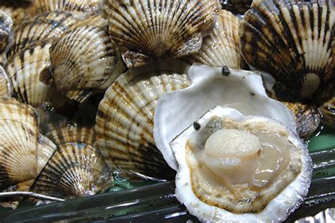 What Do Scallops Taste Like All You Need To Know April 2024