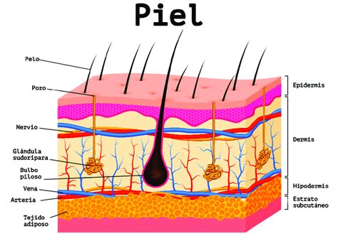 Anatomía De La Dermis Anatomía De La Piel Dermis Normal De La Piel