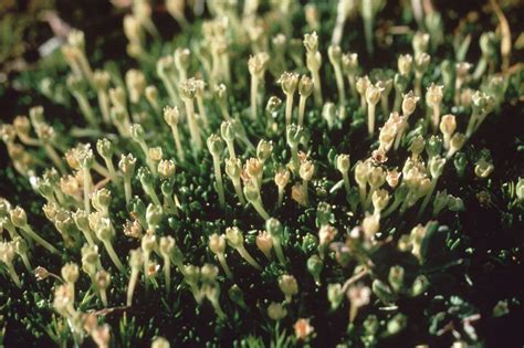 The Terrestrial Environment Discovering Antarctica