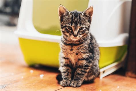 Is Your Cat Constipated 4 Safe And Effective Home Remedies