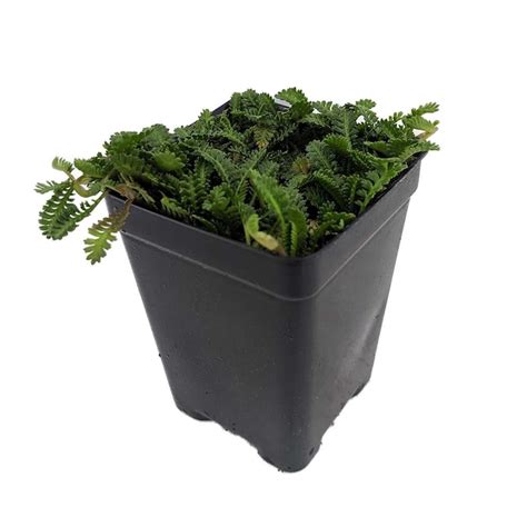 Hirts Gardens Fairy Fern Leptinella 25 Inch Pot Terrariumfairy