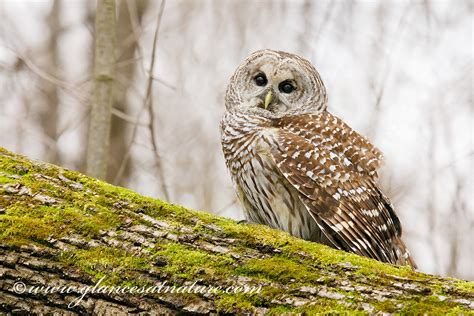 How To Call A Barred Owl
