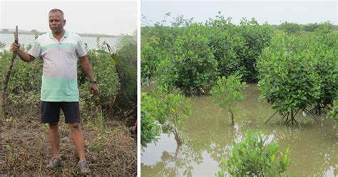 7 Heroes Protecting Indias Coastline With Lakhs Of Mangrove Trees