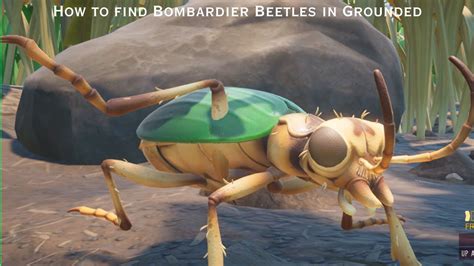 Bombardier Beetle Vs At Russell Chau Blog