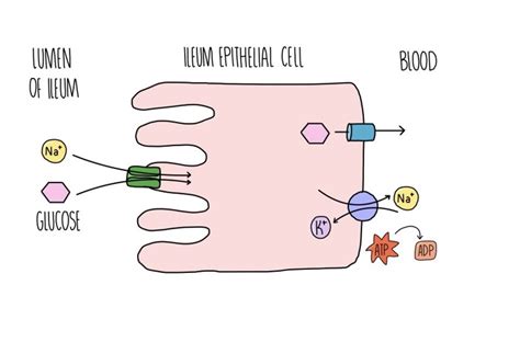 Glucose Sodium Cotransporter Diagram