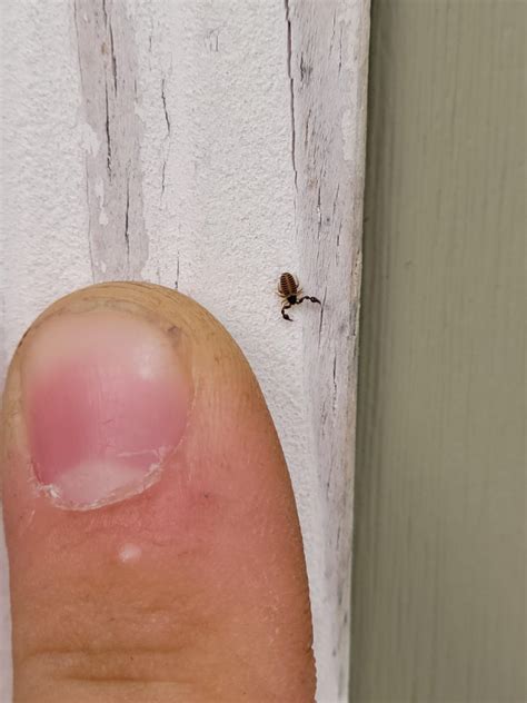 Tiny Bug With Scorpion Arms R Whatisthisbug