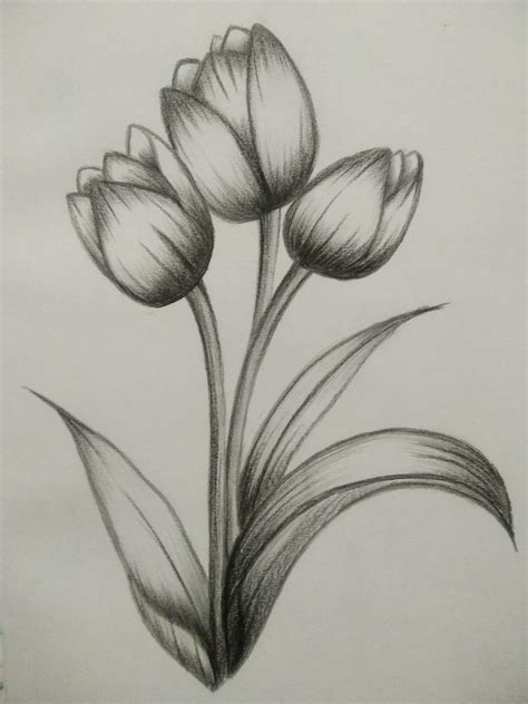 Pencilshading Flower Pencil Drawing Images Flower Sketches Pencil Drawings Of Flowers