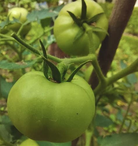 Agro Technology Park Bata Atha Farm In Hambantota Sri Lanka