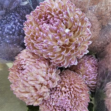 Jual Peony Mum White Dyed Import Blue Purple Jakarta Barat Tevia Florist Tokopedia