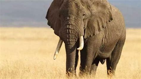 غرق 5 أفيال في شلال حديقة جنوب تايلاند