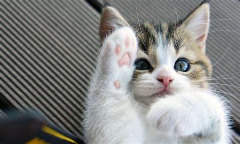 Funny Kitten Wallpapers Top Free Funny Kitten Backgrounds