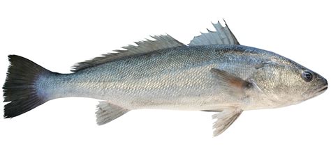 Corvina Alfa Fish Corvina Alfa Fish