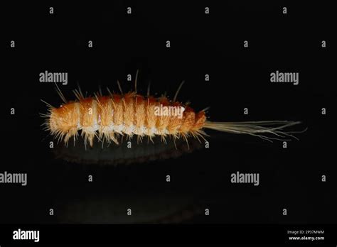 How Did I Get Carpet Beetle Larvae At Phillip Pusey Blog