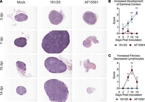 Mouse Inguinal Lymph Nodes