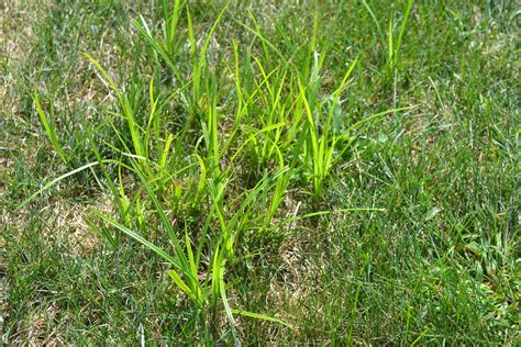 Yellow Nutsedge Grass At Ola Cahoon Blog