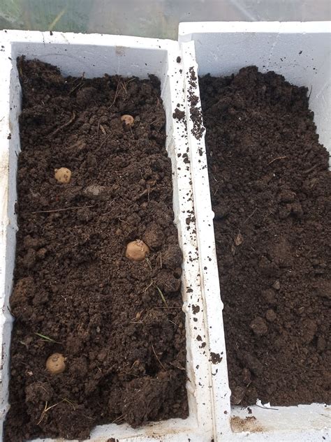Northsider Potato Planting In Polystyrene Planters In The Polytunnel