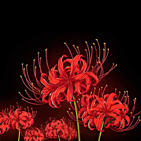 Red Spider Lily Artofit
