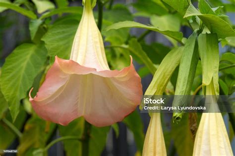 Brugmansia Flower Shrub With Fragrant Hanging Inflorescences Brugmansia