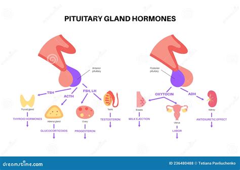 Hormonas De La Glándula Pituitaria Ilustración Del Vector Ilustración