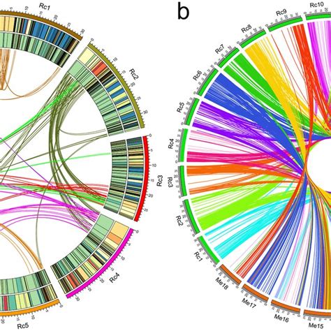Collinearity Analysis Within And Between Castor Bean Genome A Castor