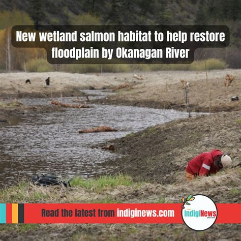 New Wetland Salmon Habitat To Help Restore Floodplain By Okanagan River