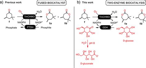 Toward Upscaled Biocatalytic Preparation Of Lactone Building Blocks For Polymer Applications
