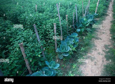 Cabbage Is Being Harvested In Vast Field At Khirai West Bengal India