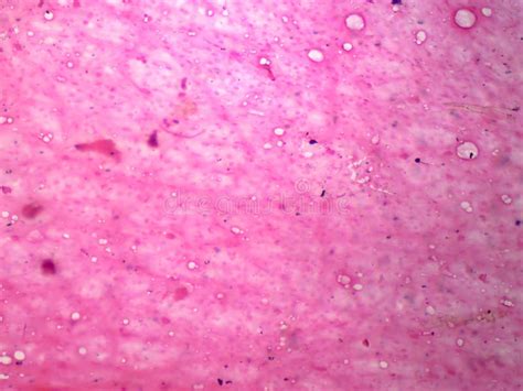 Histology Microscope Image Of Mammal Adipose Tissue Cells 40x Stock