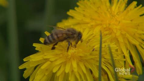 Noxious Black Henbane Taking Root In Calgary Calgary Globalnewsca
