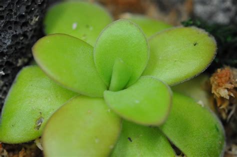 Carnivorous Butterwort Care How To Grow And Care For Pinguicula