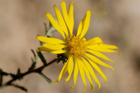 Cutleaf Ironplant Xanthisma Spinulosum Easyscape Plant Profile