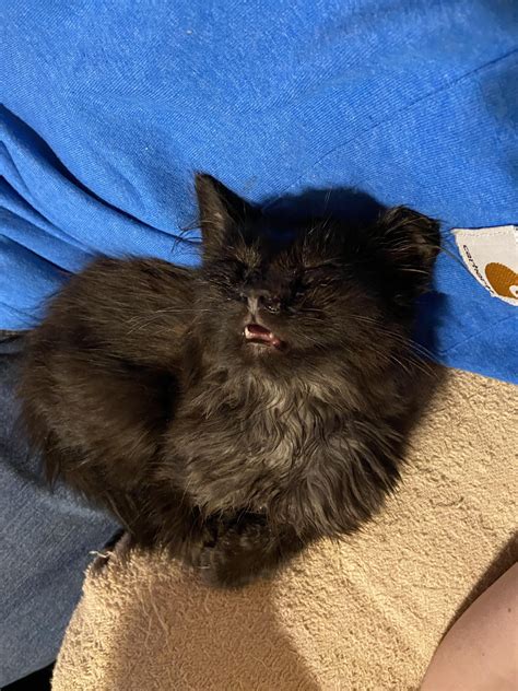 Kitten Showed Up At Door We Named Him Shadow R Kittens