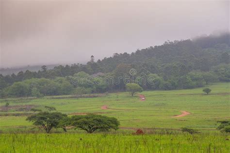 Landscape Of The Famous Savannah Stock Image Image Of Grass Bush 300334523