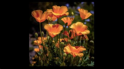 Midjourney Subscriptions Explained Pc Guide