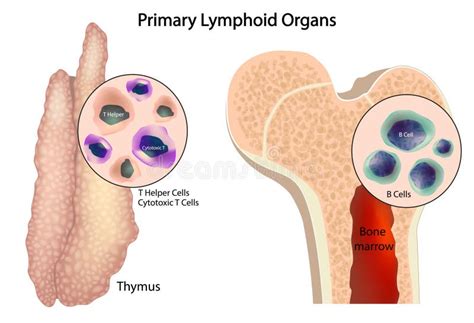 Illustration Of Primary Lymphoid Organs Thymus And Bone Marrow T Cell And B Cell Development In